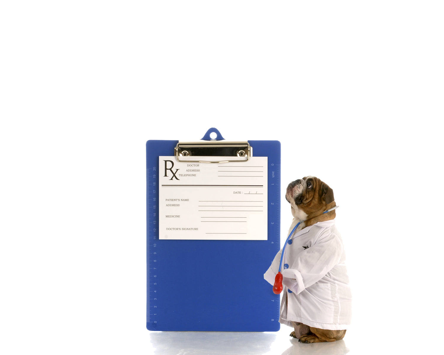 How To Order A Prescription Veterinary Medicine – MyPetsVet